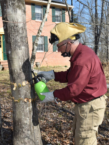 Forest Thinning Techniques for Wildlife Habitat - Grit